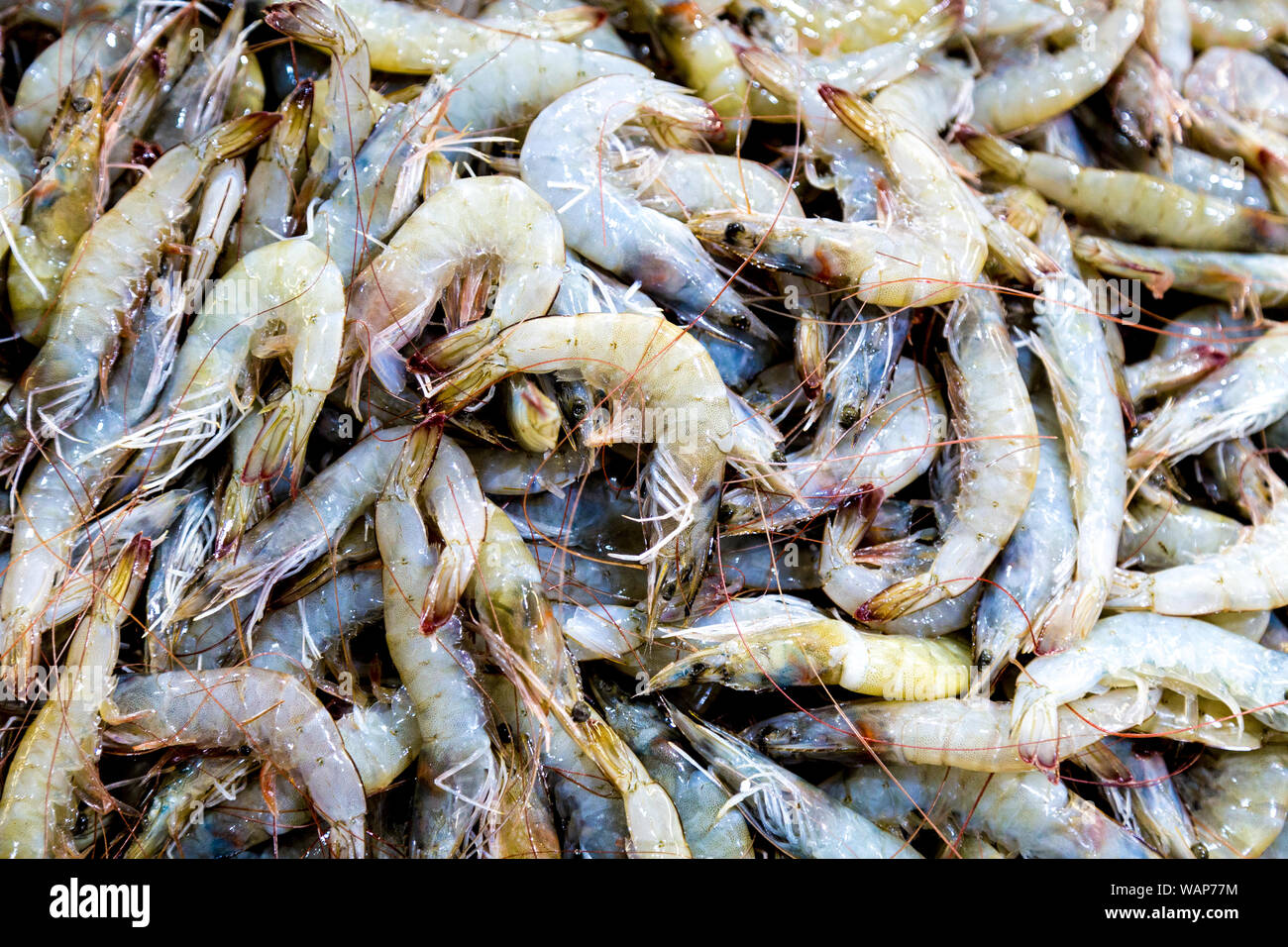 Fresh shrimp at a fish market Stock Photo - Alamy