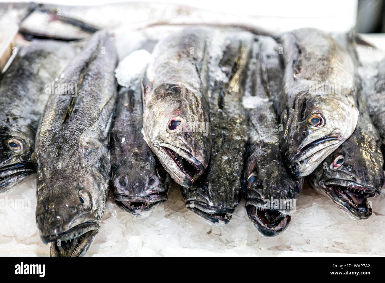 Hake fish hi-res stock photography and images - Alamy