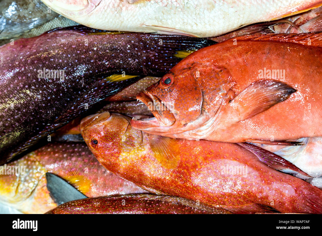 Selection of fish at a fish market stall Billingsgate Market, Docklands ...