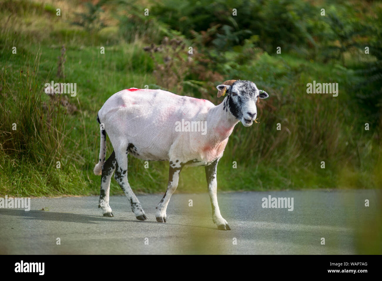 Sheep Crossing Road Uk High Resolution Stock Photography and Images - Alamy