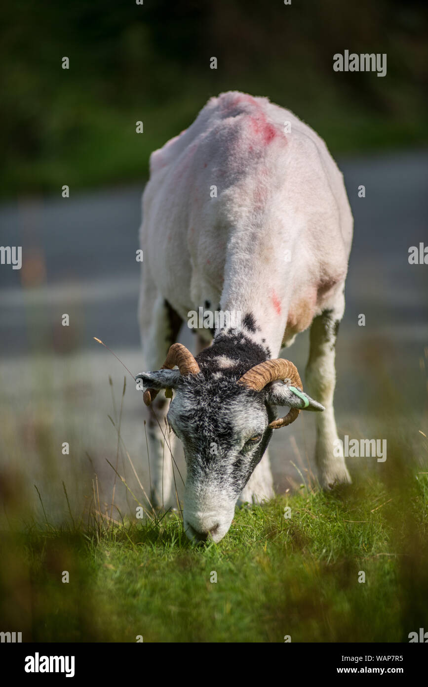 Sheep crossing road uk hi-res stock photography and images - Alamy