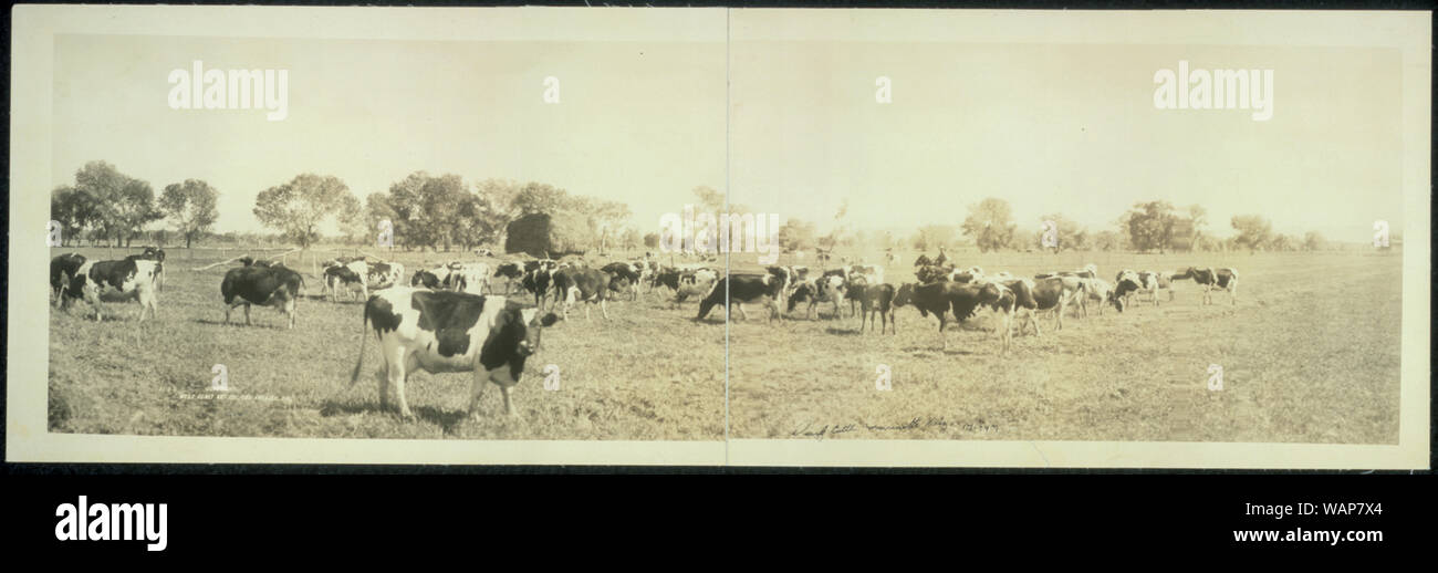 Dairy cattle, Marrinette [sic], Arizona Stock Photo - Alamy