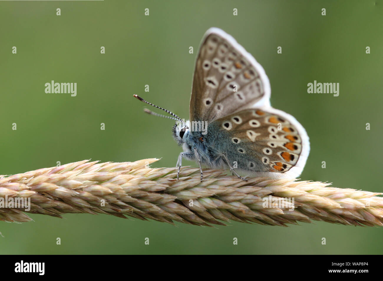 Stunning common blue butterfly hi-res stock photography and images - Alamy