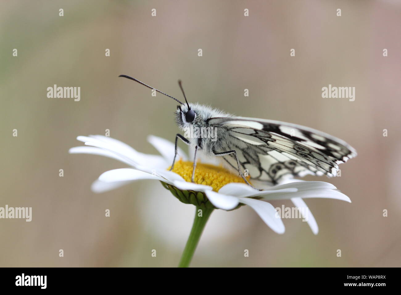 Marbled White resting on Daisy with wings open Stock Photo - Alamy