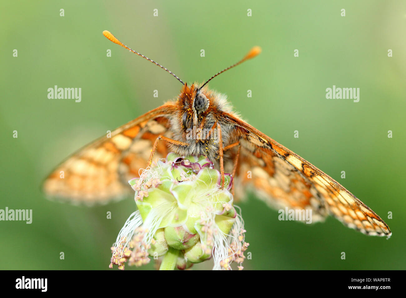 Regal fritillary hi-res stock photography and images - Alamy