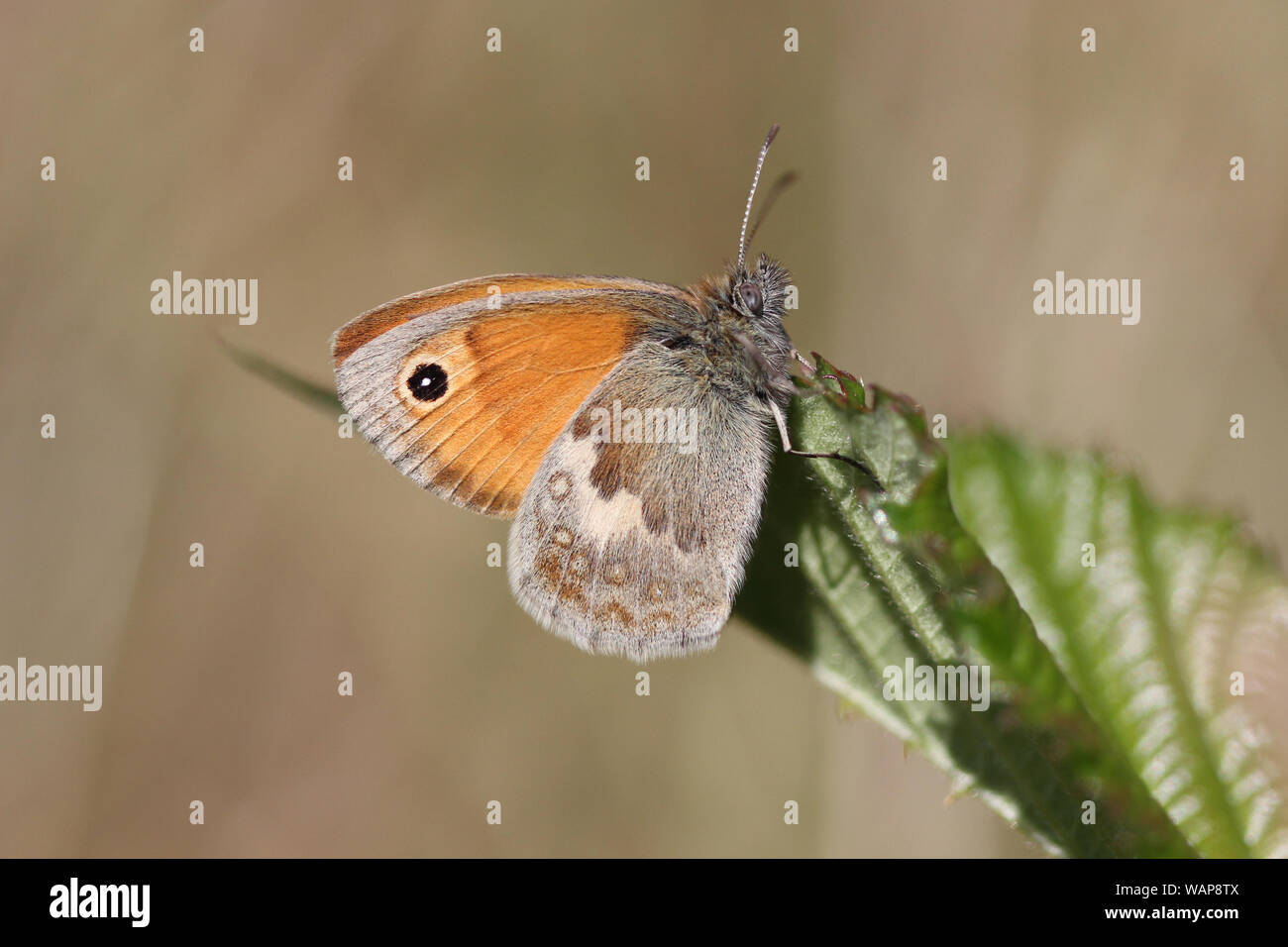 Small Heath Butterfly Stock Photo - Alamy