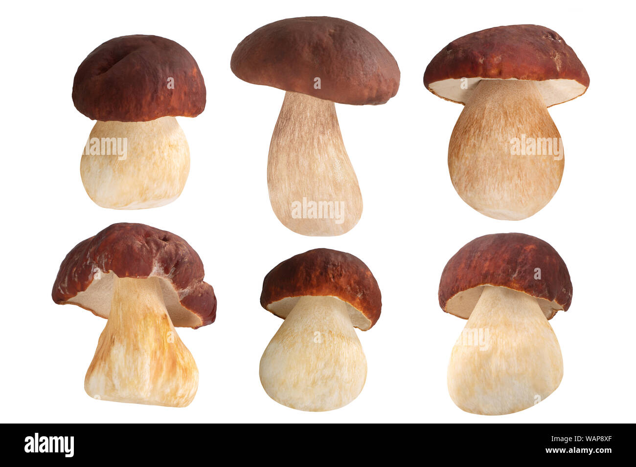 Ceps or Porcini mushrooms (Boletues edulis fruit bodies), isolated, a ...