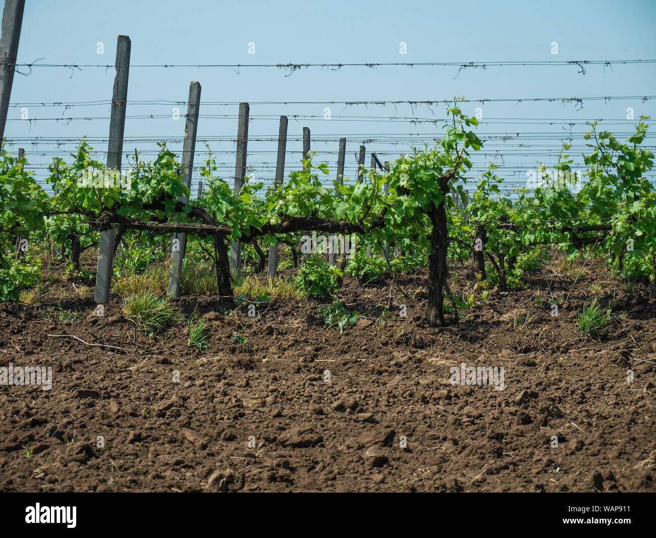 Grape bushes hi-res stock photography and images - Alamy