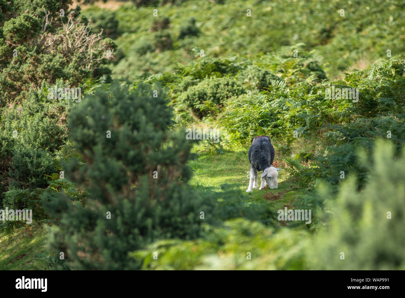 Grey and white sheep grazing Stock Photo - Alamy