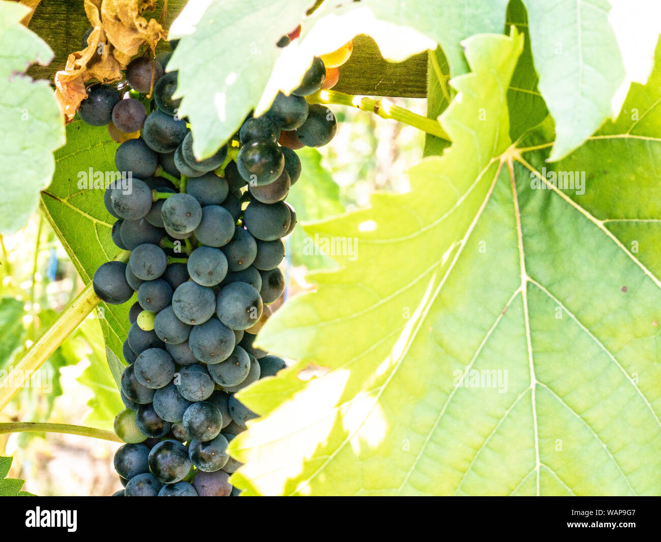 Grapes on the bush hi-res stock photography and images - Alamy