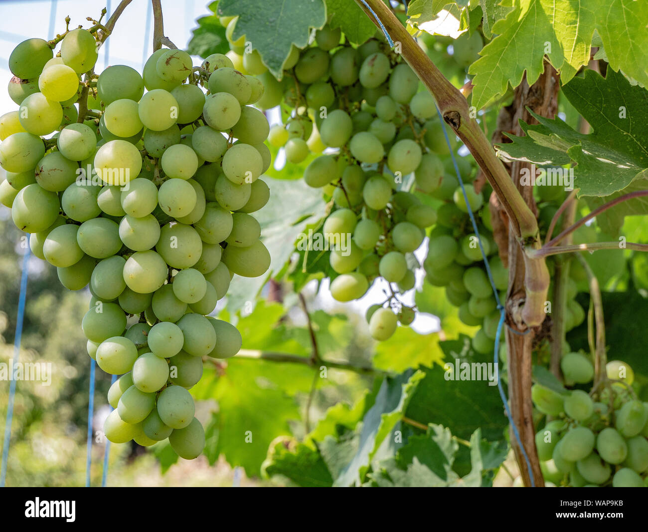 Grapes on the bush hi-res stock photography and images - Alamy