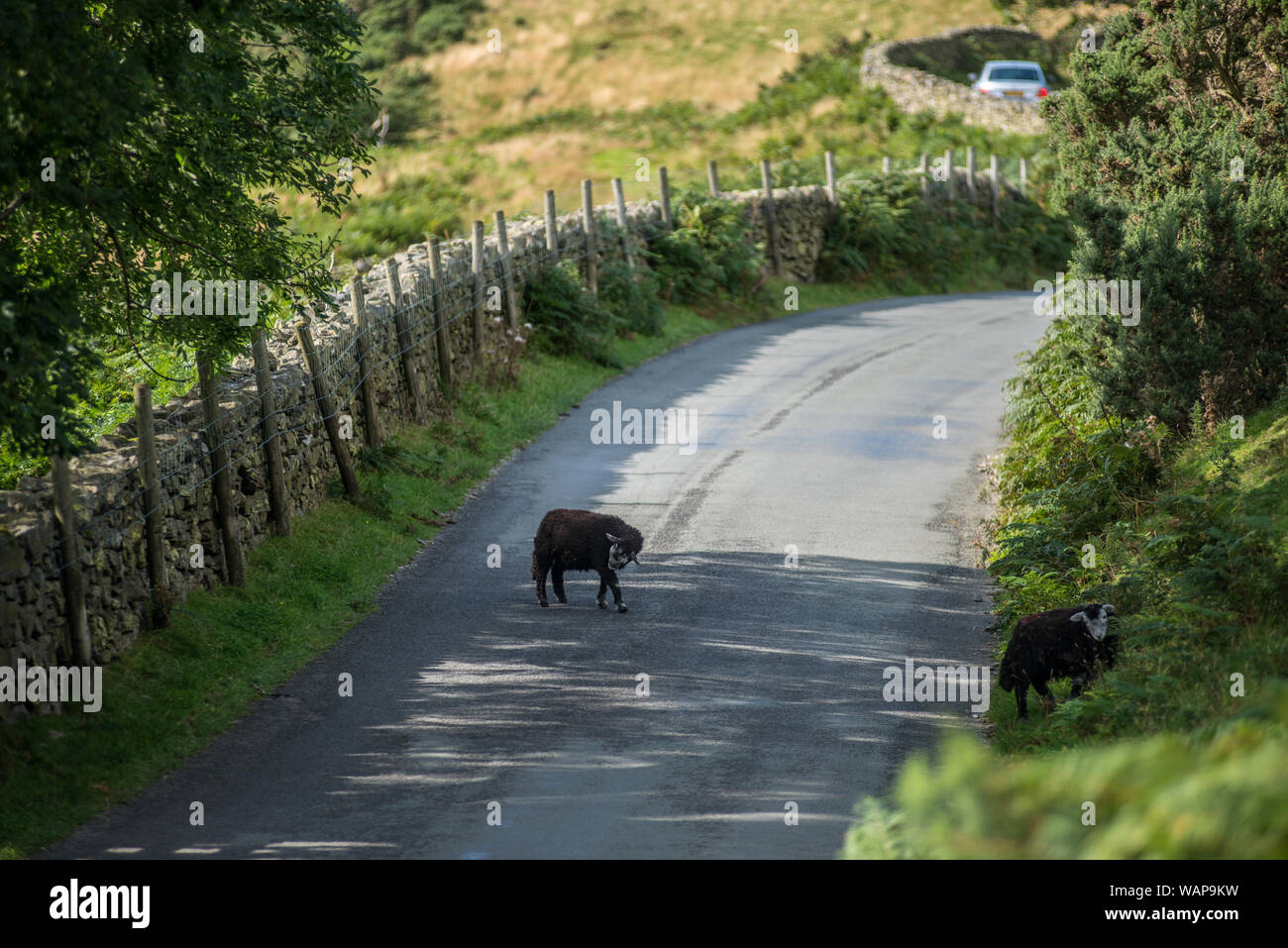 Sheep crossing road uk hi-res stock photography and images - Alamy