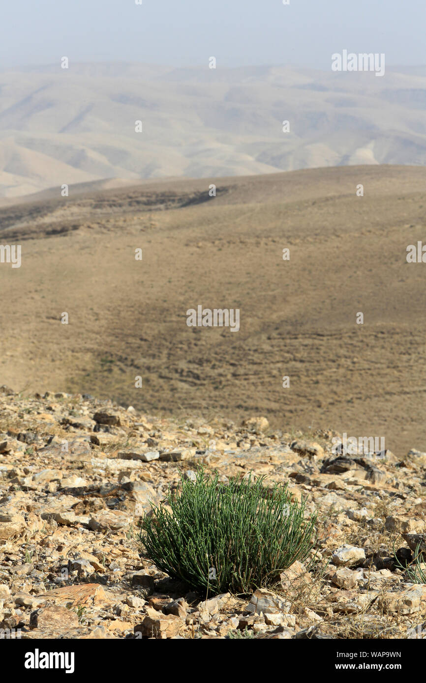 Bush in the desert of Judea. Israël Stock Photo - Alamy