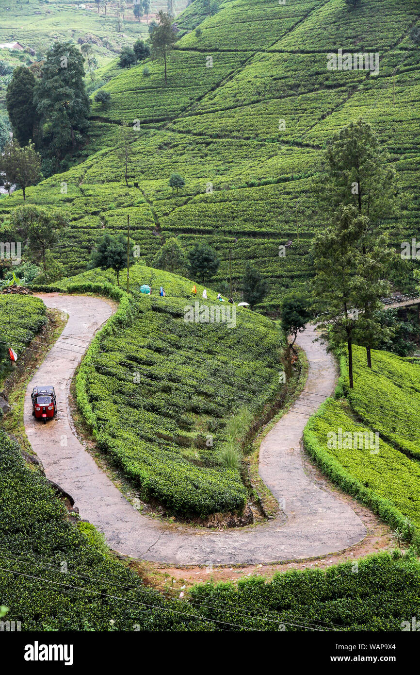 Tuk Tuk driving on a curvy road in tea plantage, Nuwara Ellia, Sri ...
