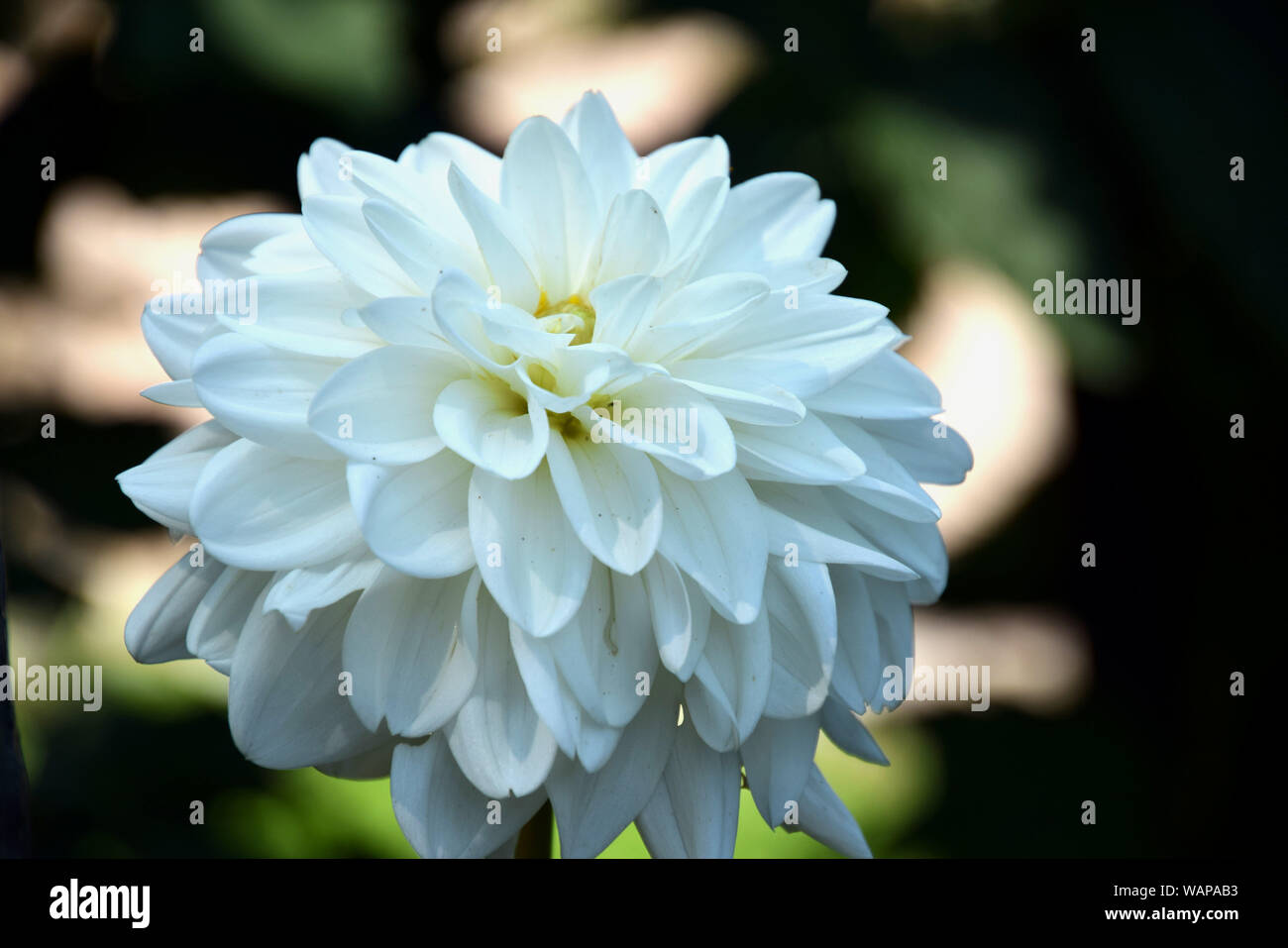 White Dahlia bloom macro Stock Photo - Alamy