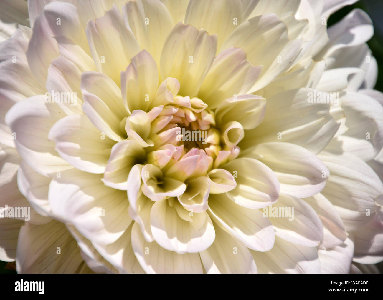 Dahlia bloom macro hi-res stock photography and images - Alamy