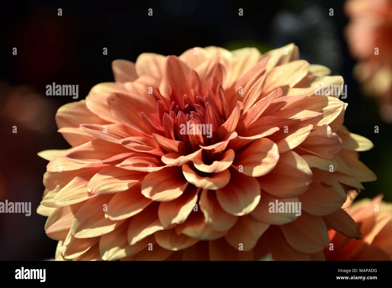 Close up in nature hi-res stock photography and images - Alamy