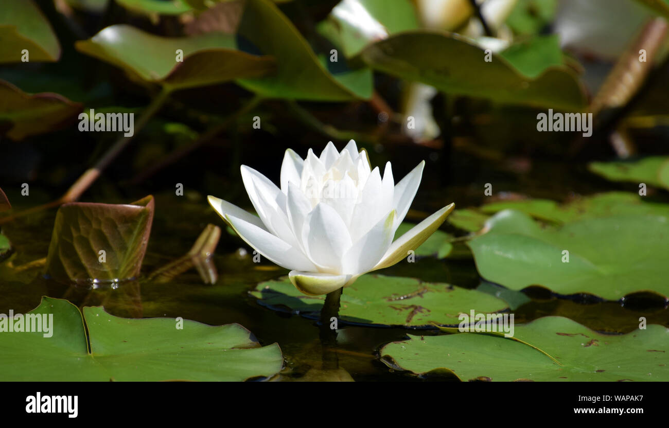 Nymphaea virginia hi-res stock photography and images - Alamy