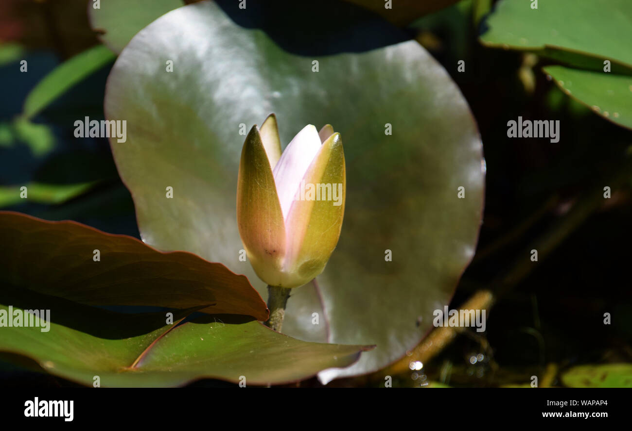 White Waterlily bulb, nymphaea Stock Photo - Alamy