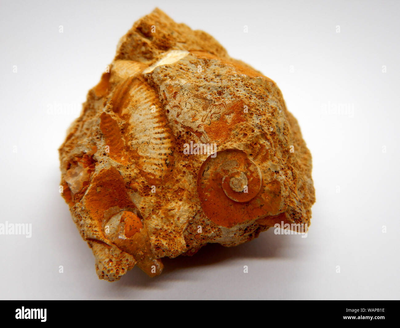 Small ammonite shell fossil on brown rock isolated Stock Photo - Alamy