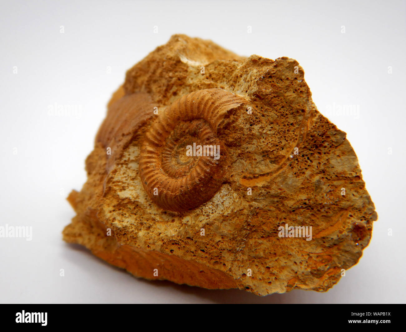 Small ammonite shell fossil on brown rock isolated Stock Photo - Alamy