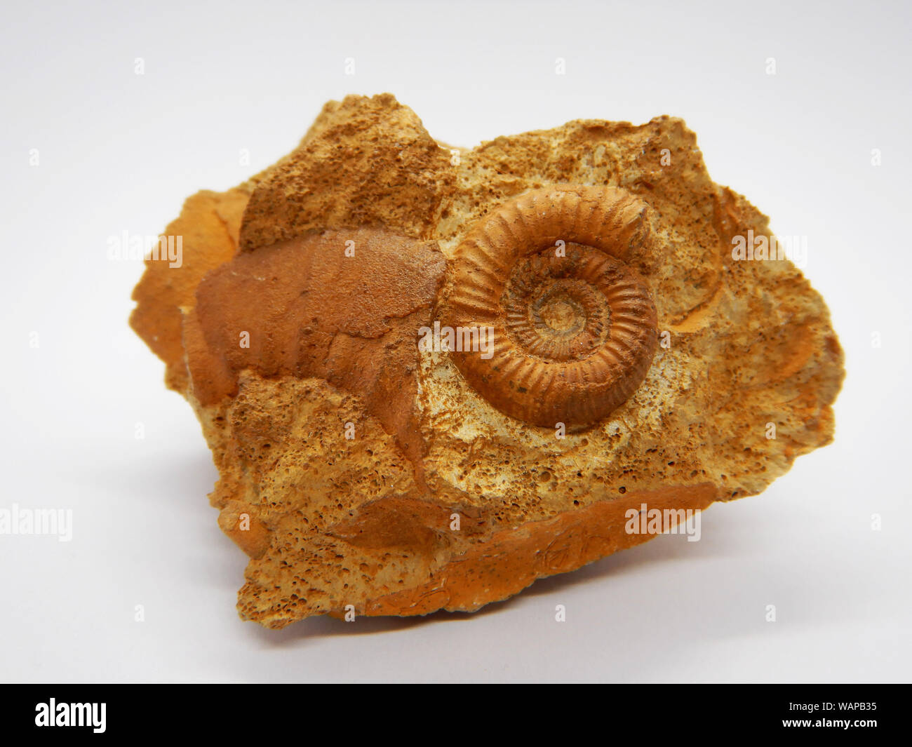 Small ammonite shell fossil on brown rock isolated Stock Photo - Alamy