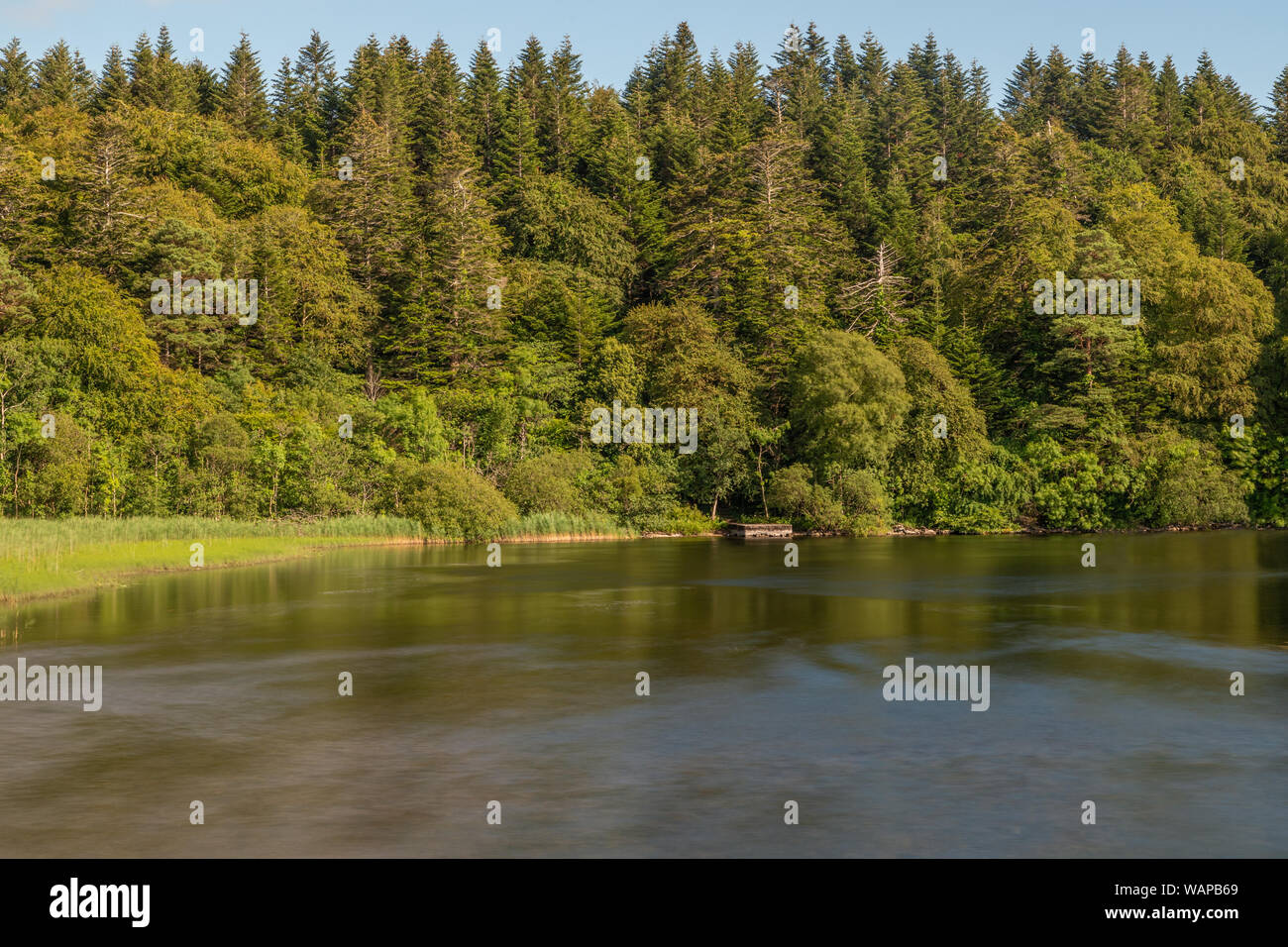 River and forest with reflections, Cong, Mayo, Ireland Stock Photo - Alamy