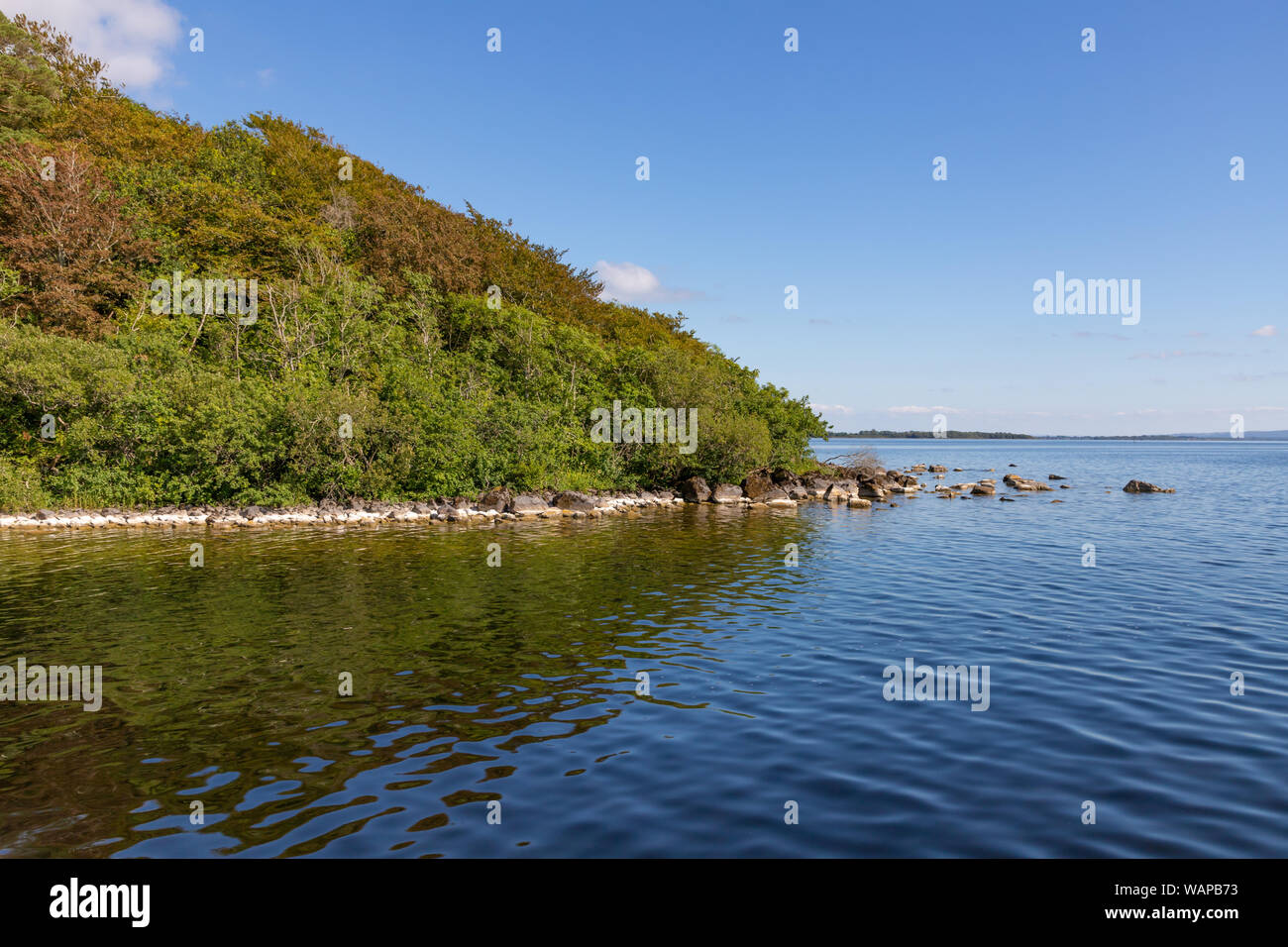 Forest around Lough Corrib lake, Cong, Mayo, Ireland Stock Photo - Alamy