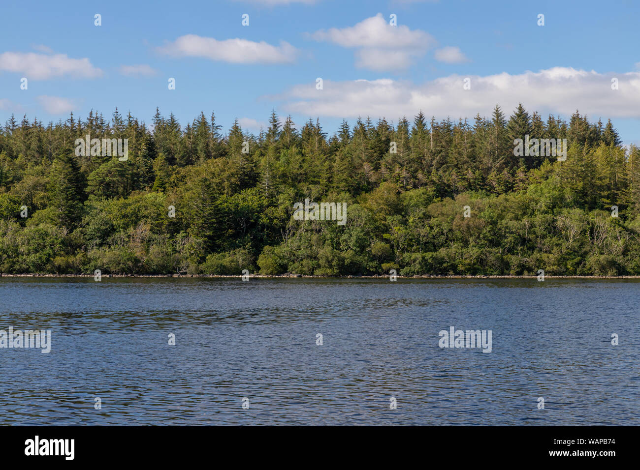 Forest around Lough Corrib lake, Cong, Mayo, Ireland Stock Photo - Alamy