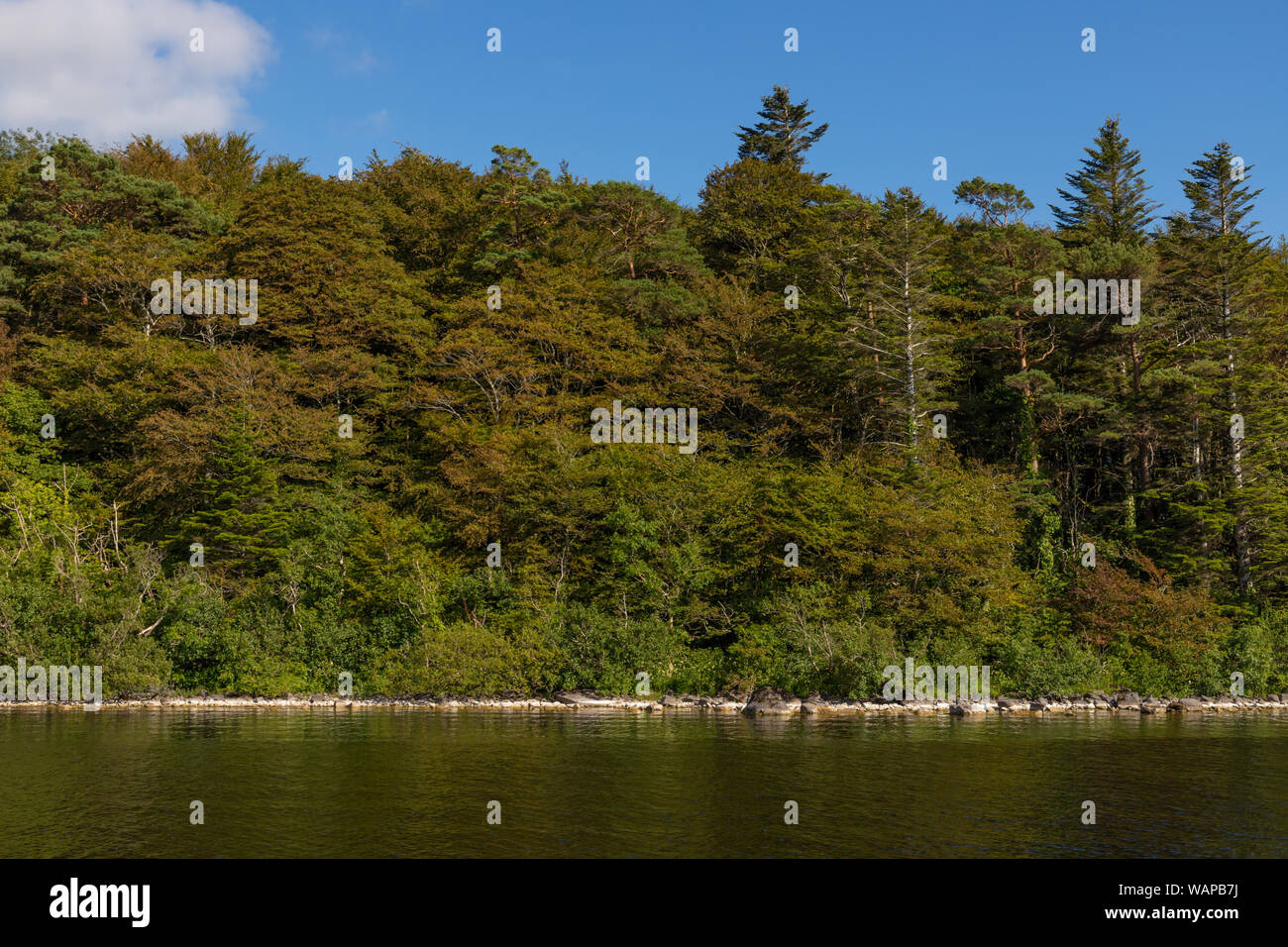 Forest around Lough Corrib lake, Cong, Mayo, Ireland Stock Photo - Alamy