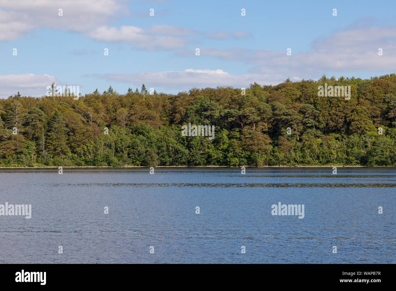 Forest around Lough Corrib lake, Cong, Mayo, Ireland Stock Photo - Alamy