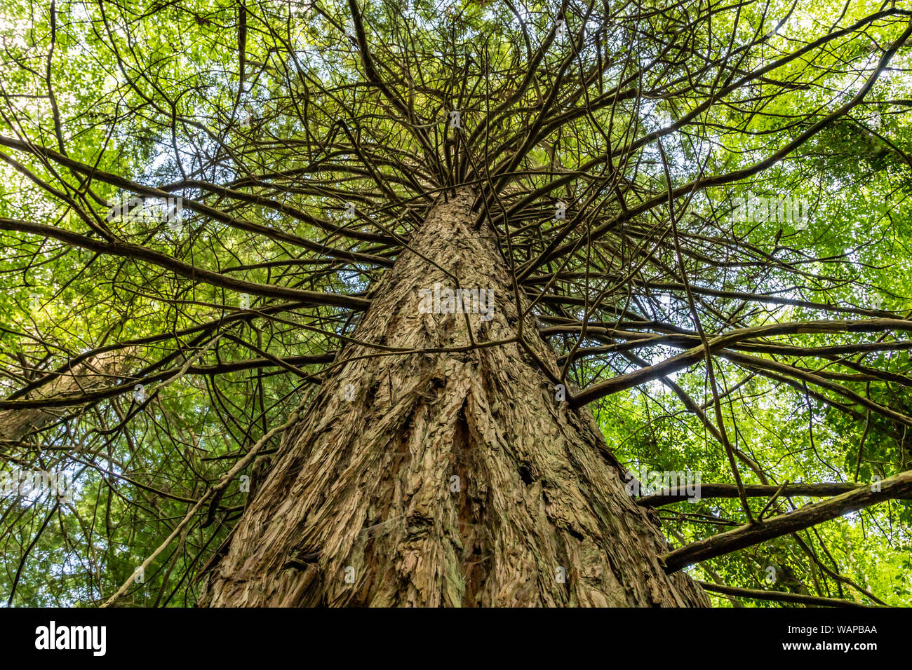 Tree in Cong Forest, Cong, Mayo, Ireland Stock Photo - Alamy