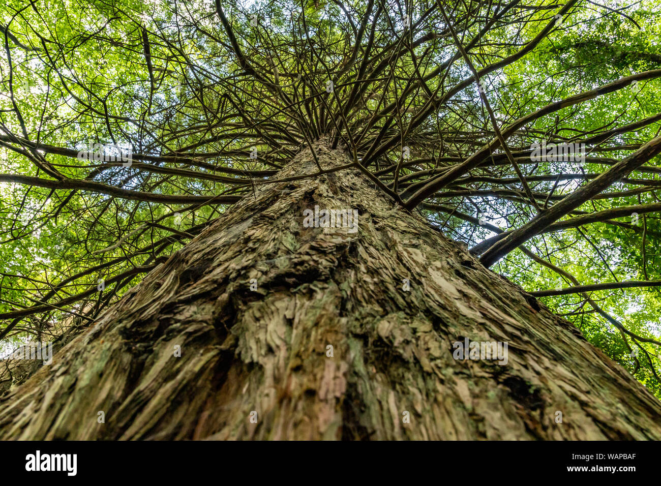 Tree in Cong Forest, Cong, Mayo, Ireland Stock Photo - Alamy