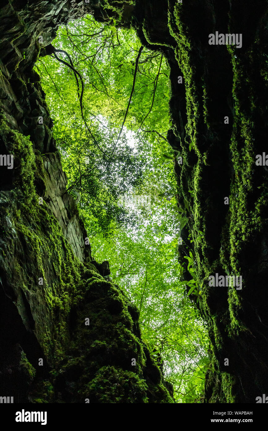 Pigeon Hole Cave covered by trees, Cong, Mayo, Ireland Stock Photo - Alamy