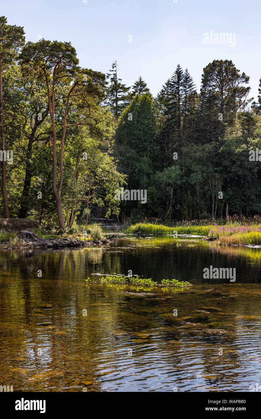 River and forest with reflections, Cong, Mayo, Ireland Stock Photo - Alamy