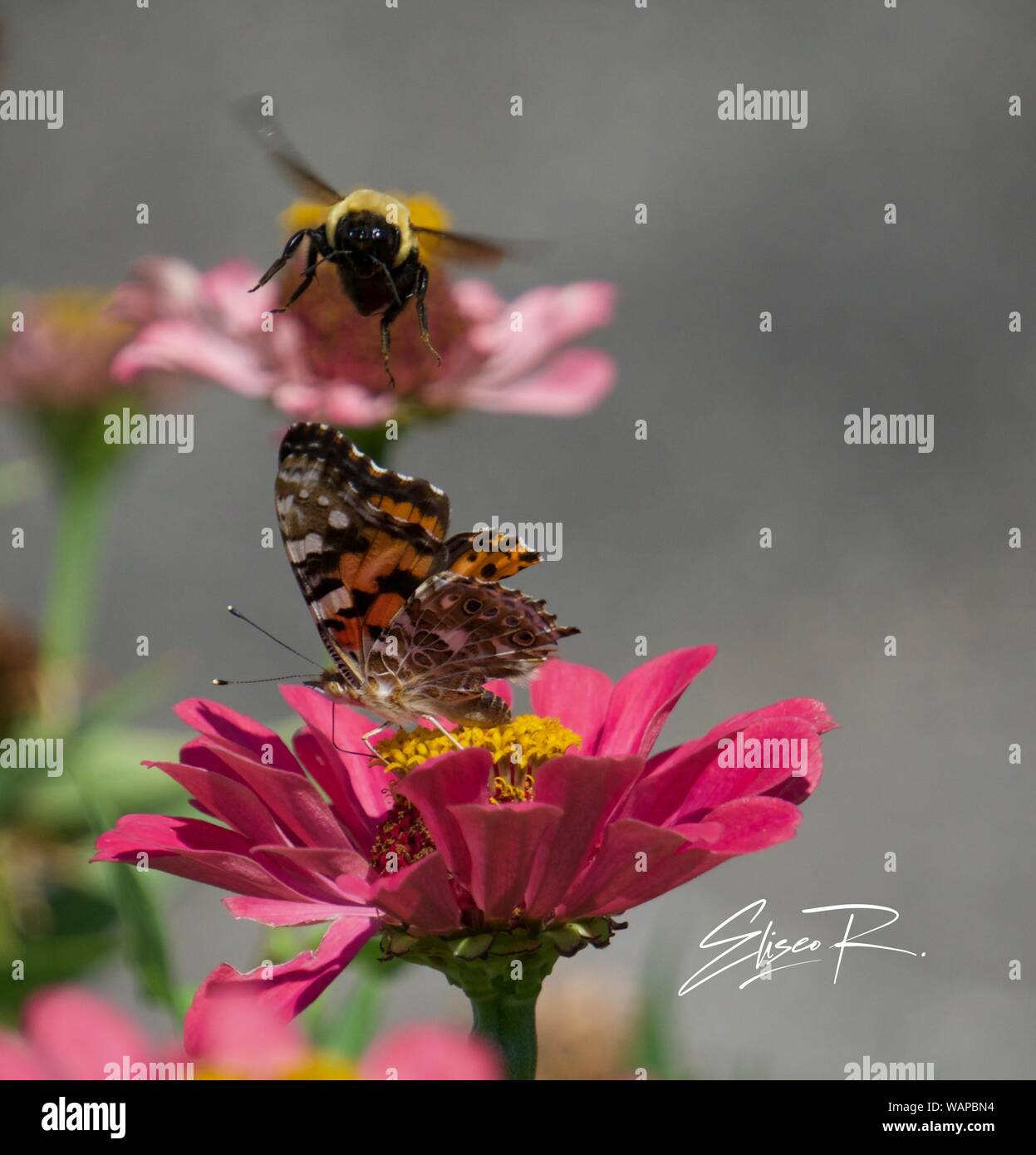 Flora/Fauna in DC Stock Photo - Alamy
