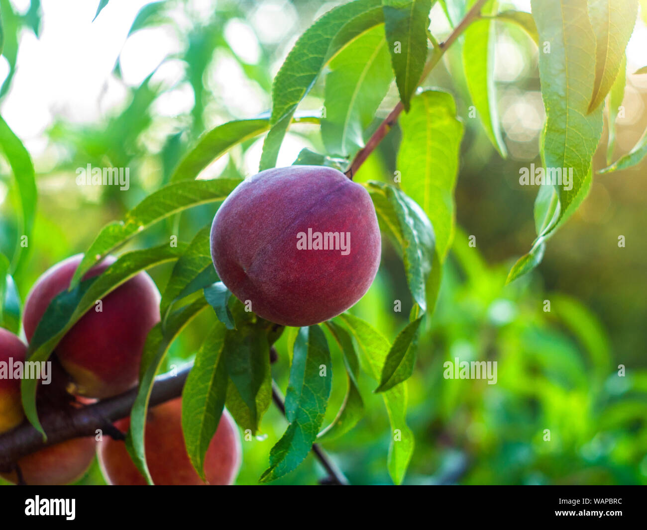 The peach tree branches hi-res stock photography and images - Alamy