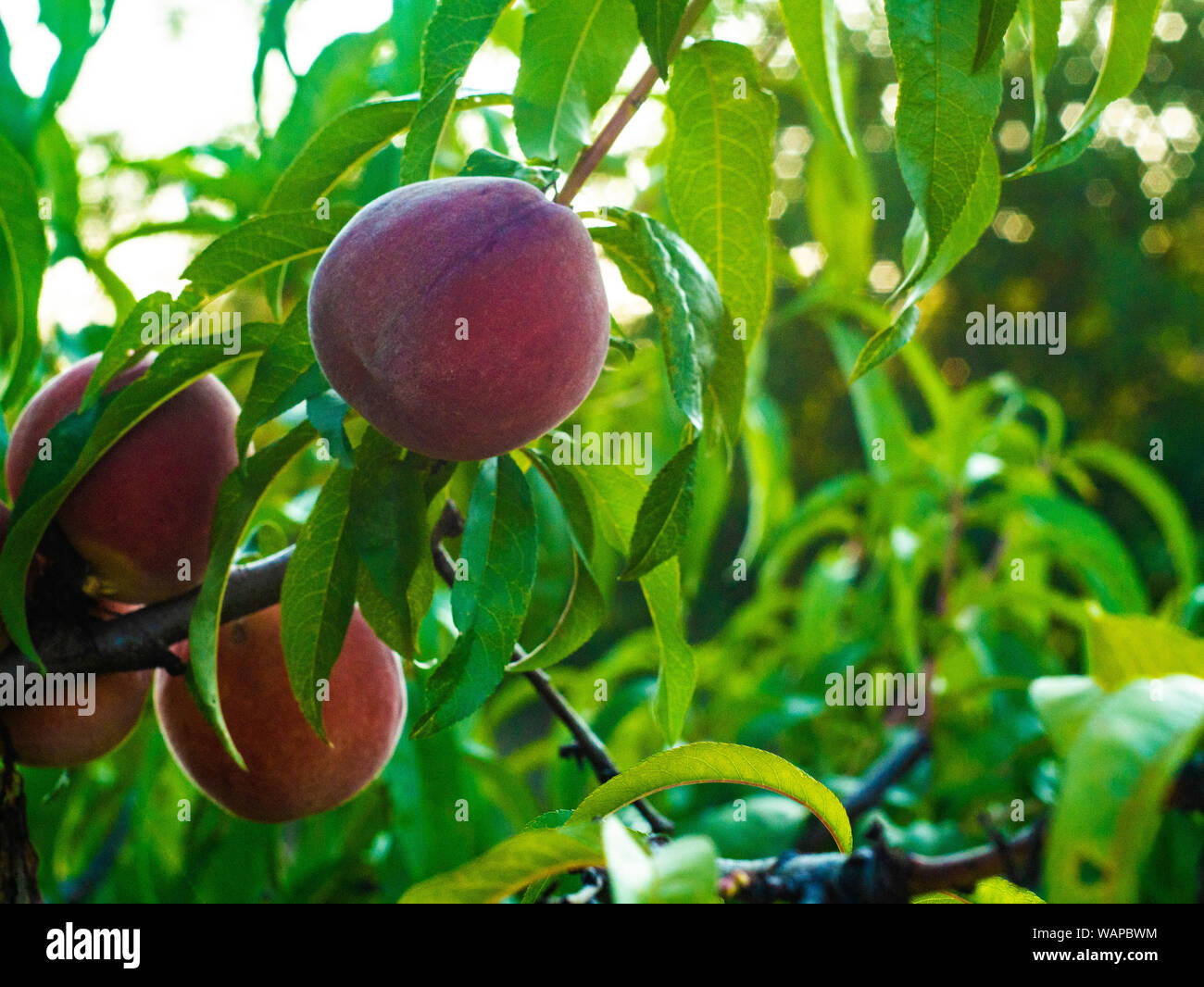 The peach tree branches hi-res stock photography and images - Alamy