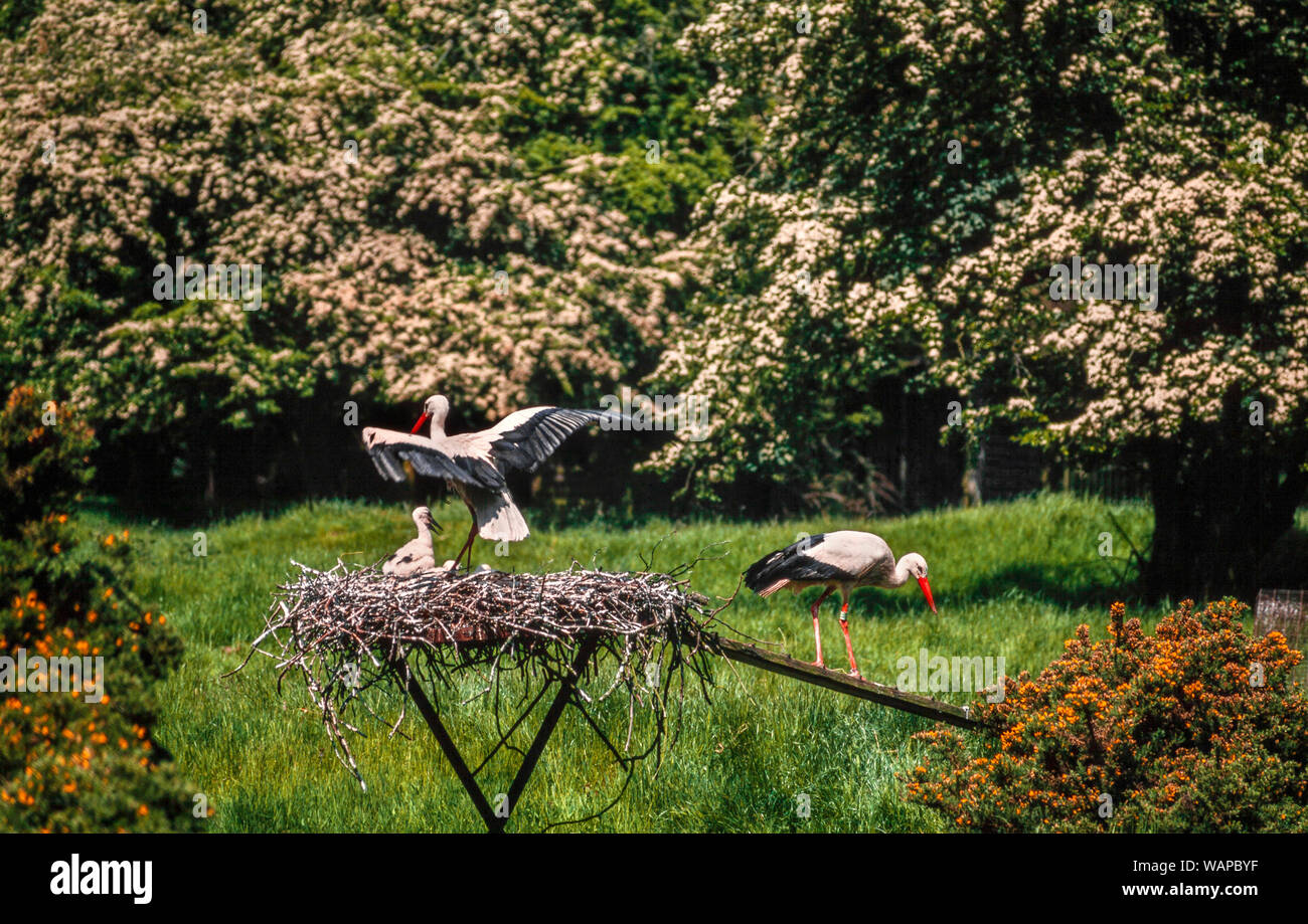European white stork pair with young at nest, Ciconia ciconia Stock ...