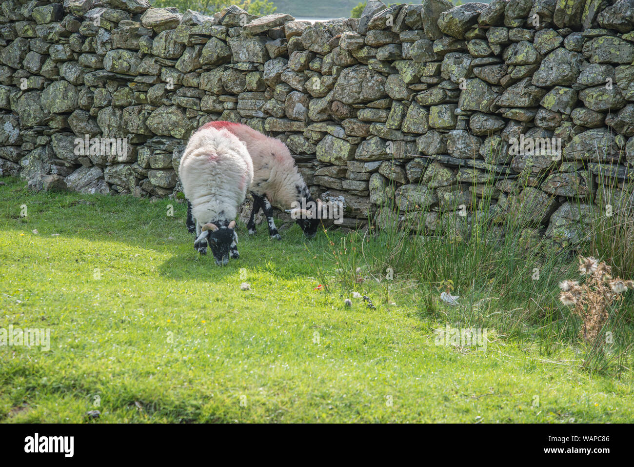 Sheep & dry stone wall = Lake District Stock Photo - Alamy