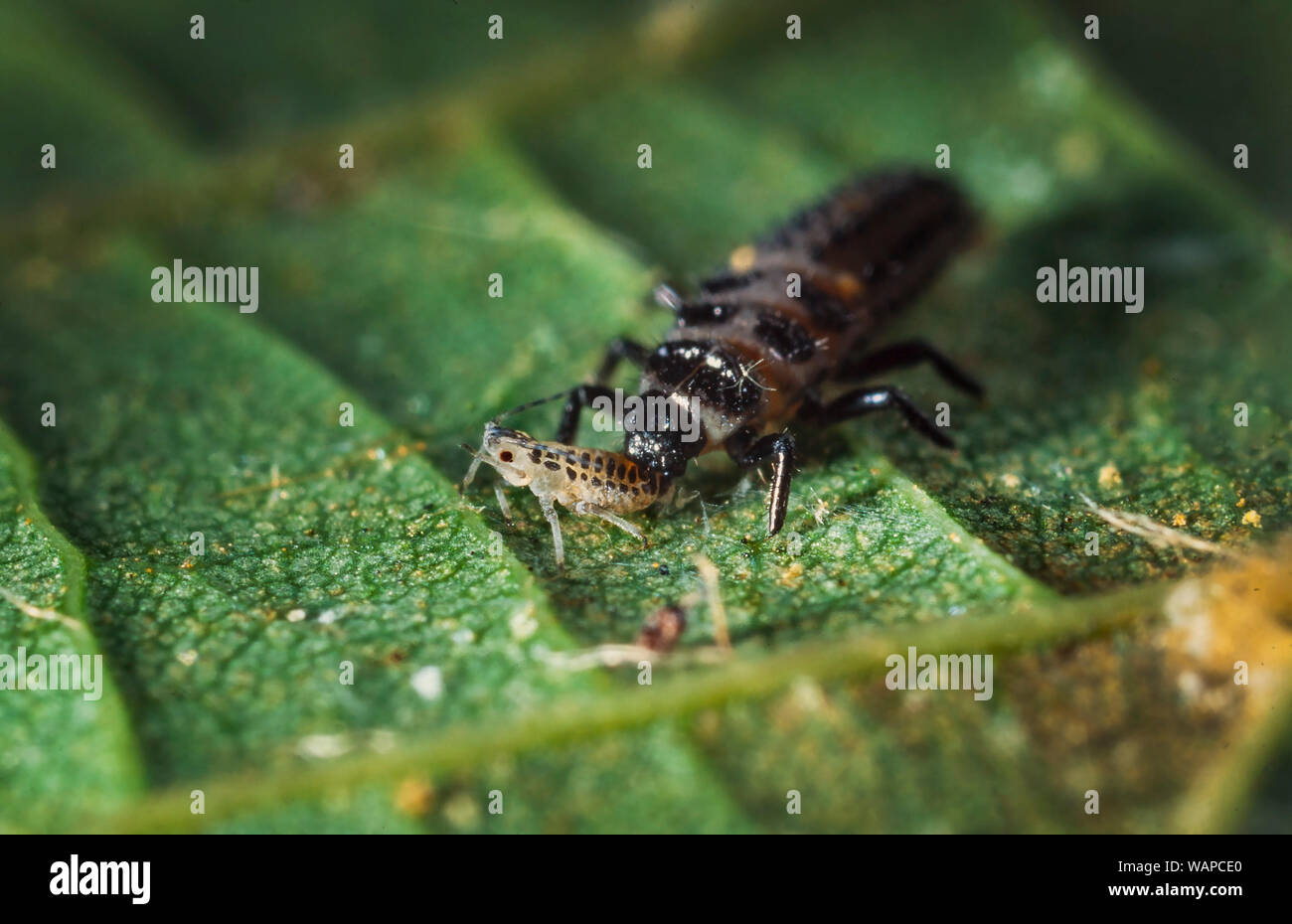 Ladybug aphids hi-res stock photography and images - Alamy