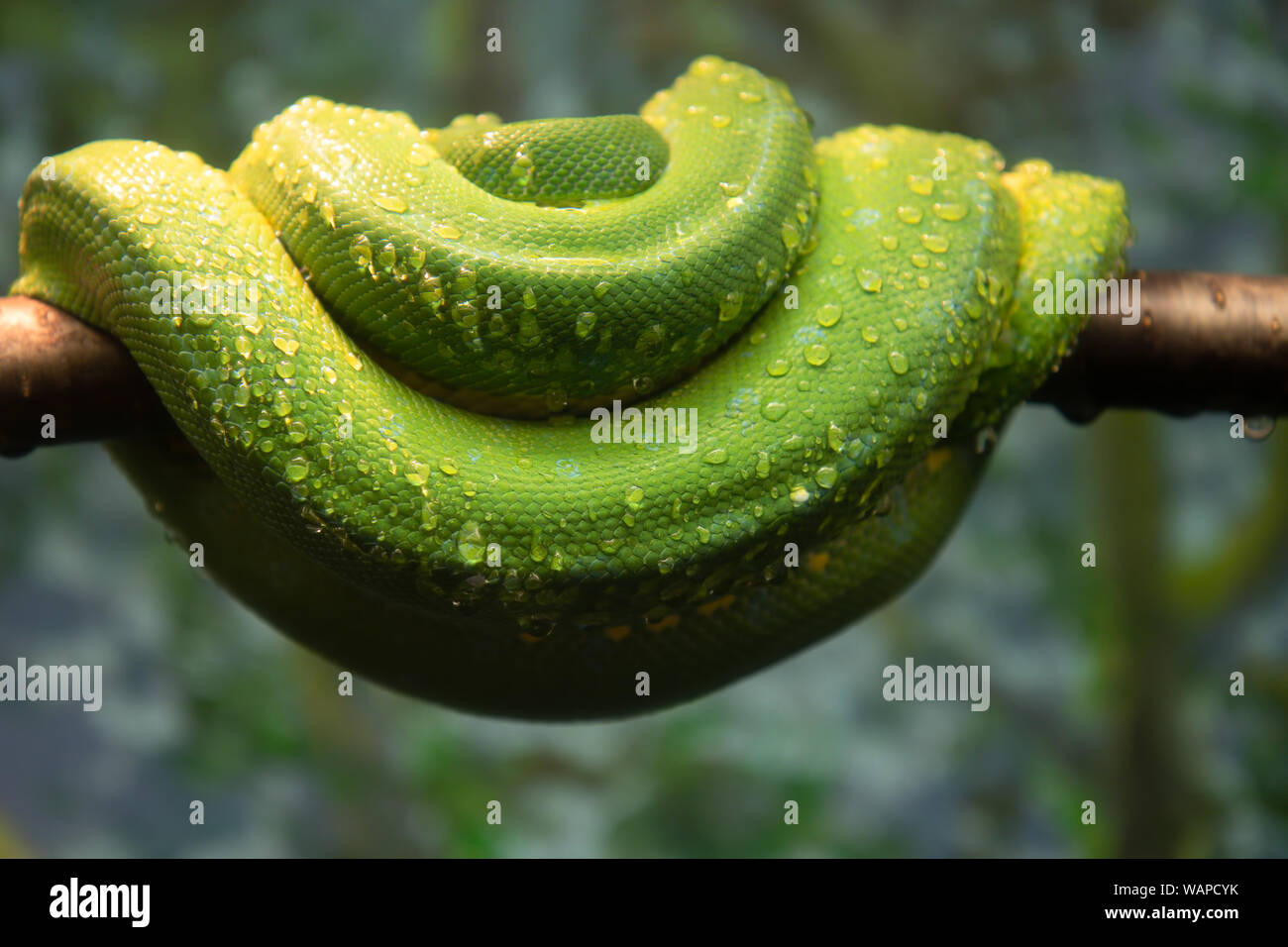 Green Tree Python Morelia Viridis Skin Body Resting on Tree Branch ...