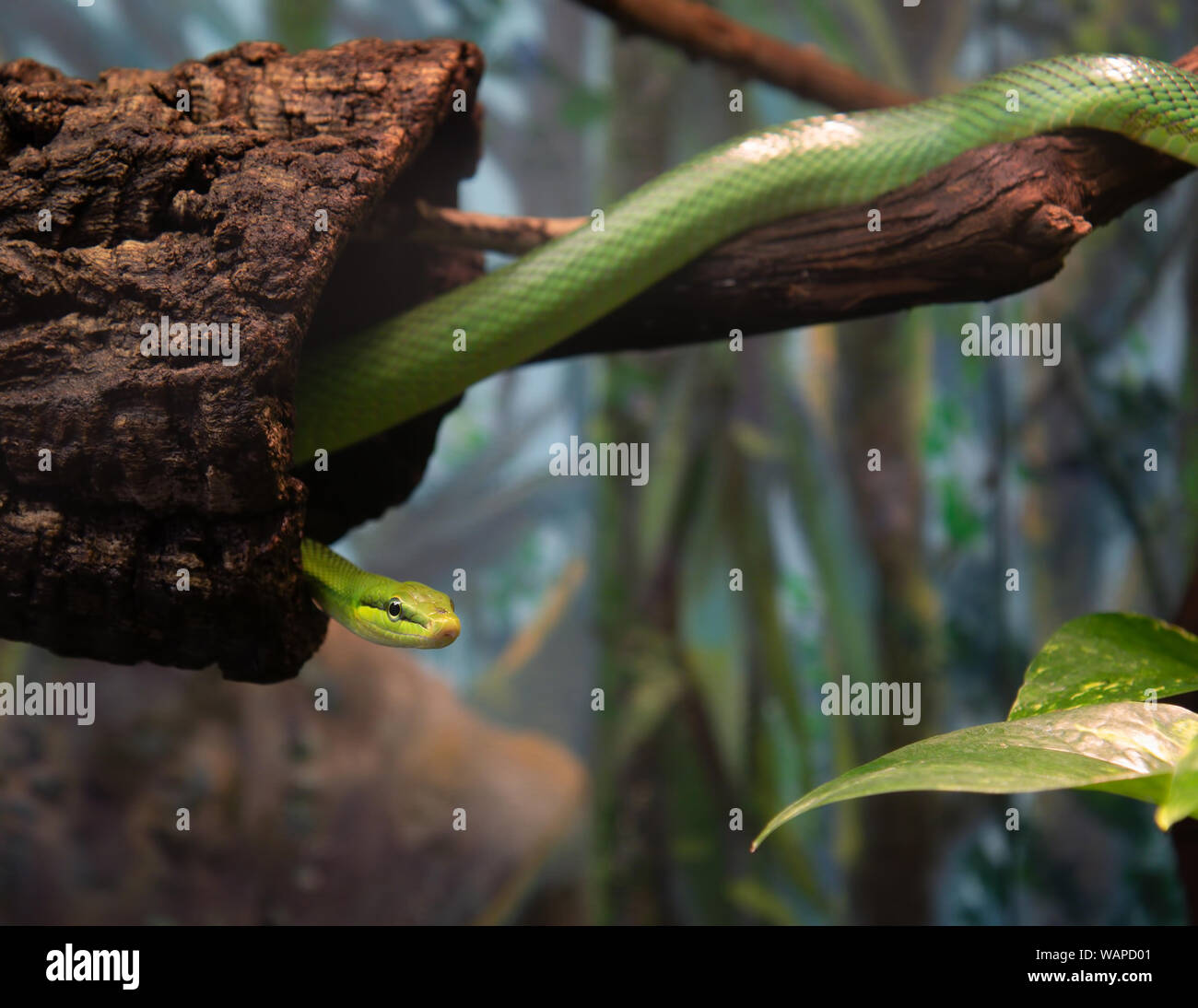 Red racer snake hi-res stock photography and images - Alamy