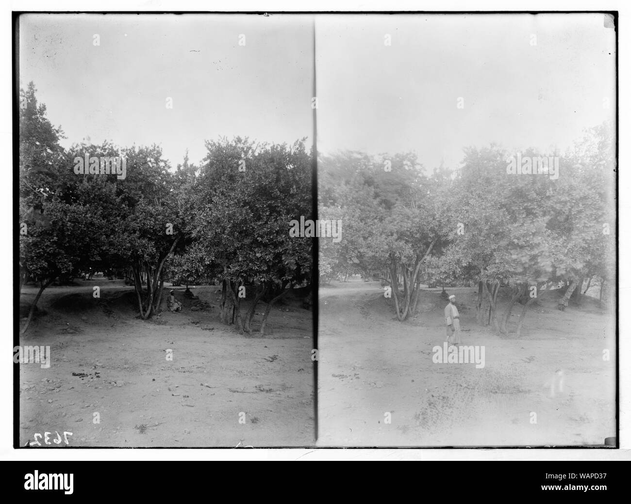 Daphne Trees High Resolution Stock Photography and Images - Alamy