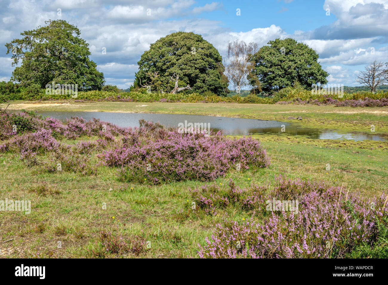New forest summer landscape hampshire hi-res stock photography and ...