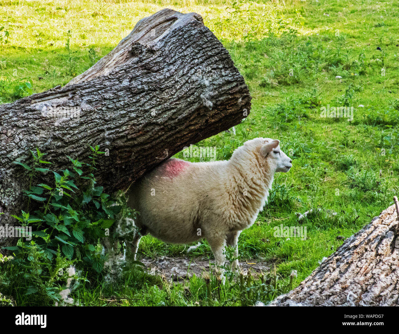 Sheep abattoir hi-res stock photography and images - Alamy
