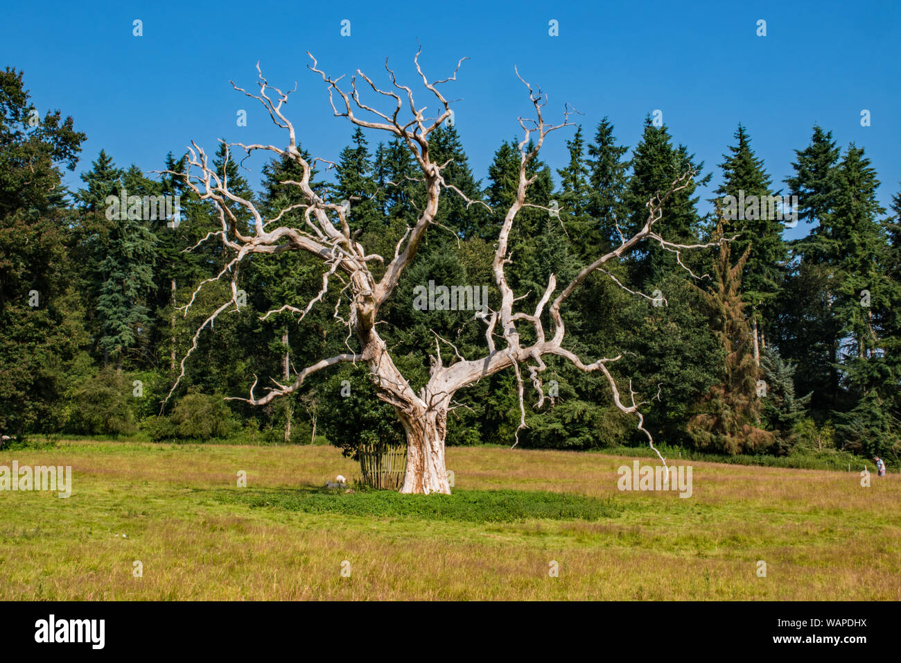 Tree lifespan hi-res stock photography and images - Alamy
