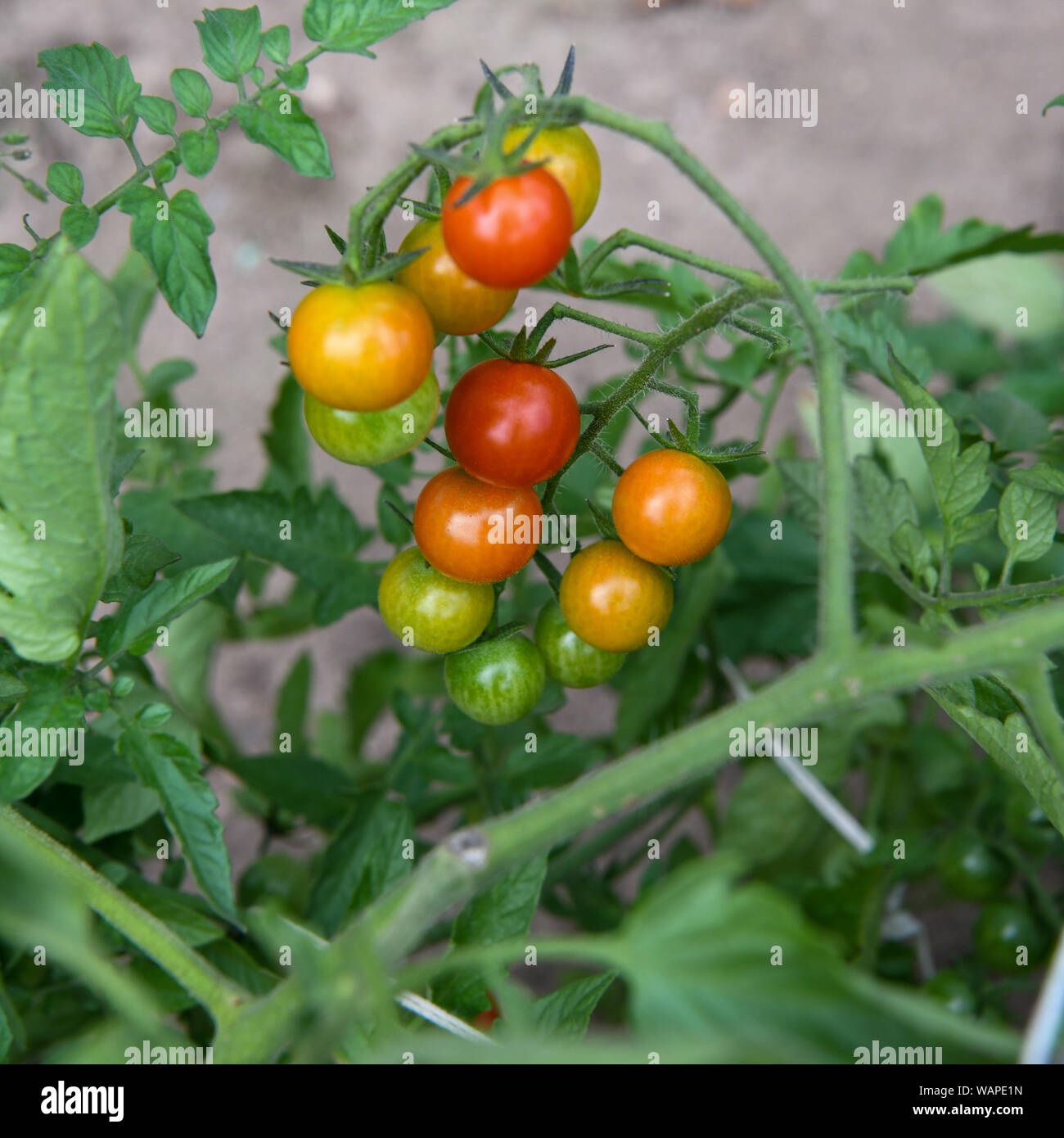 Colorful Cherry tomatoes ripening on the vine Stock Photo - Alamy