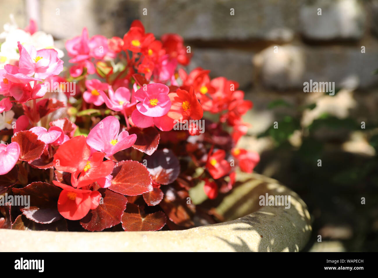 Pretty begonias on a patio in an English garden, UK Stock Photo - Alamy