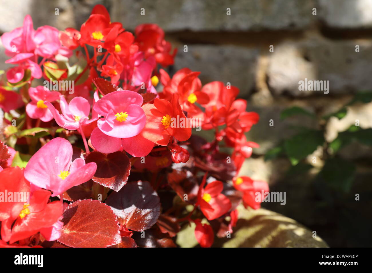 Begonias flowers plants hi-res stock photography and images - Alamy
